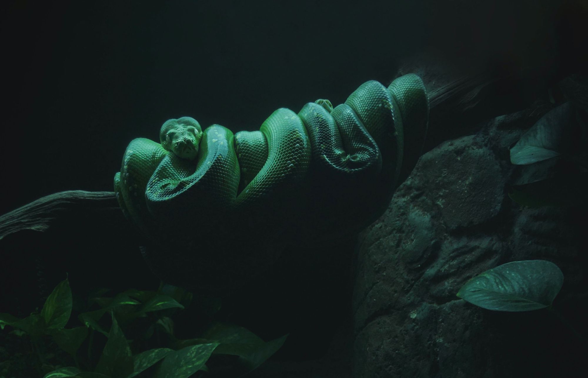 Meditation: Snake Kin