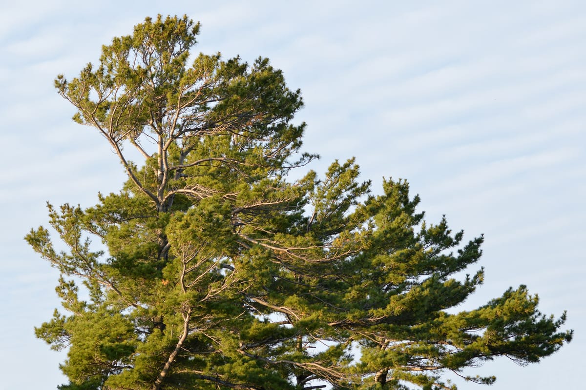 Meditation: White Pine Kin